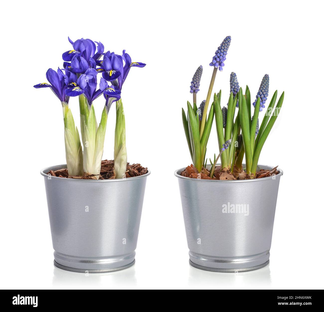 Mini iris flowers and muscari in a pot isolated on white background ...