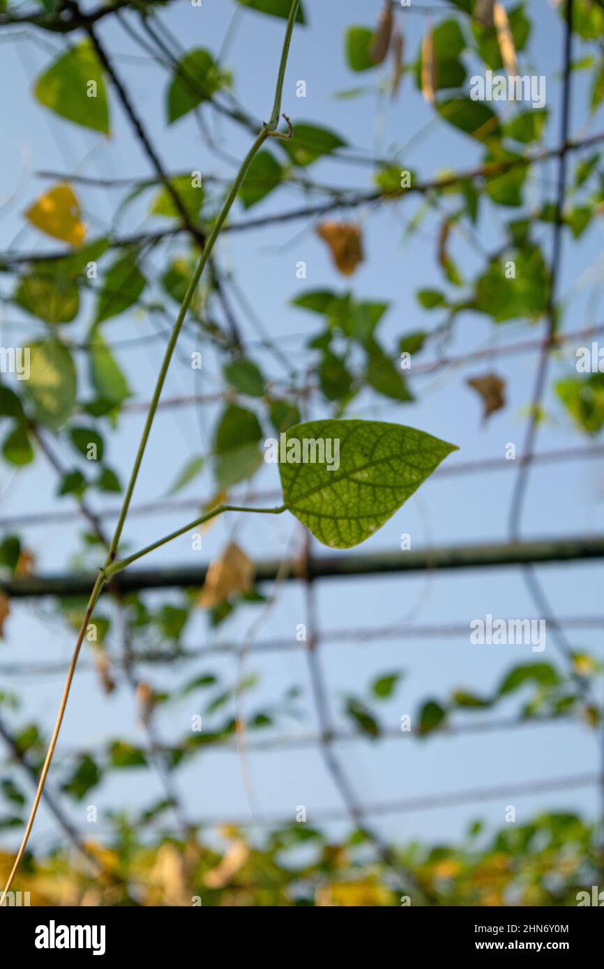 Plants and green leaf cultivation in agricultural field Stock Photo - Alamy