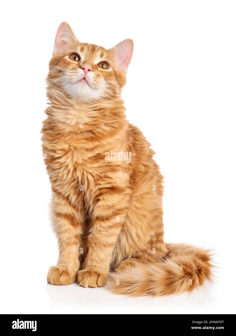 Cute red tabby kitten isolated on white background, studio shot Stock ...
