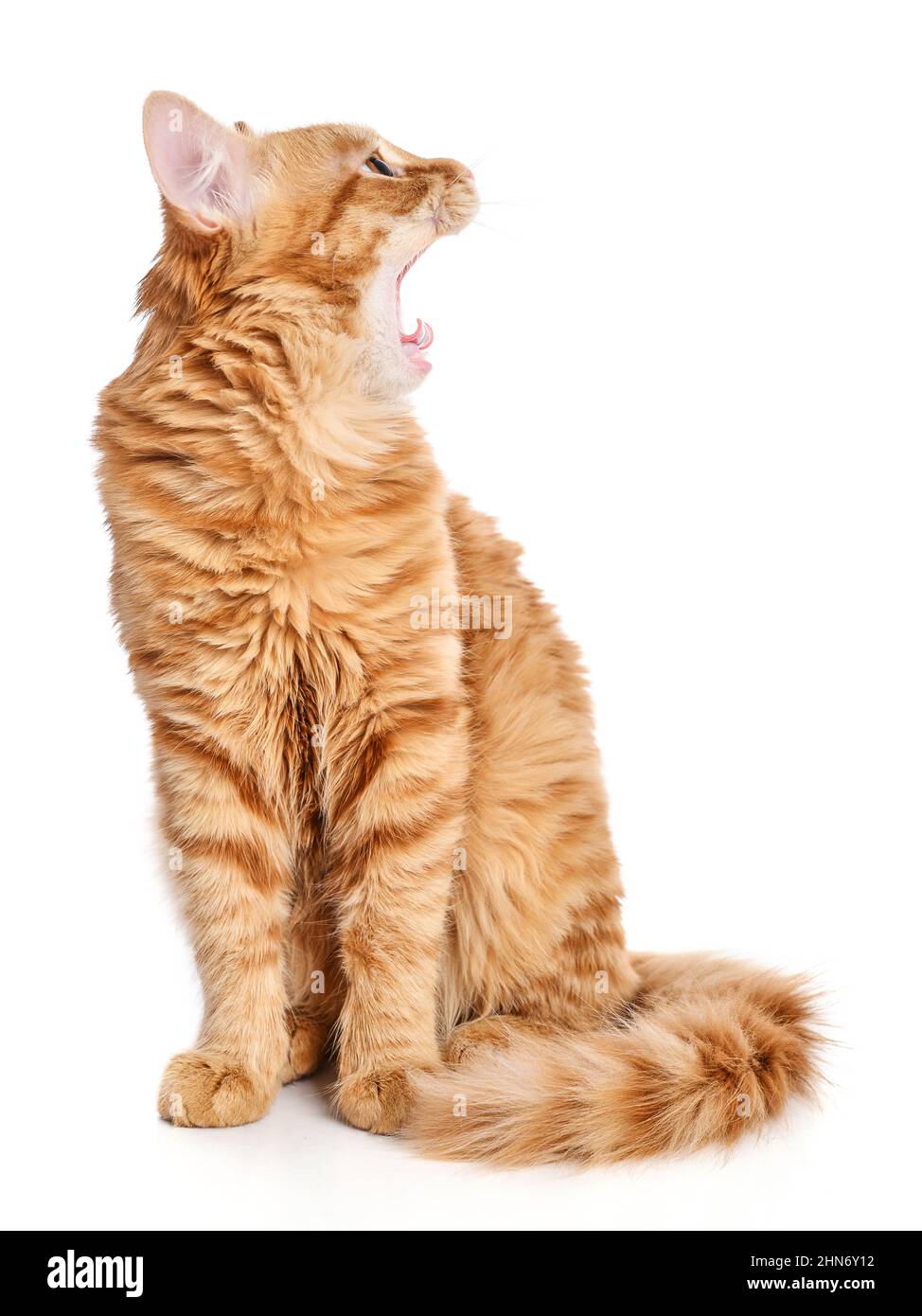 Cute red tabby kitten isolated on white background, studio shot Stock ...