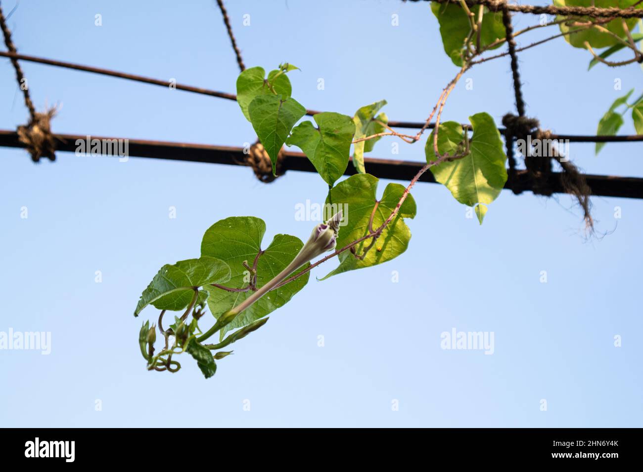Plants and green leaf cultivation in agricultural field Stock Photo - Alamy