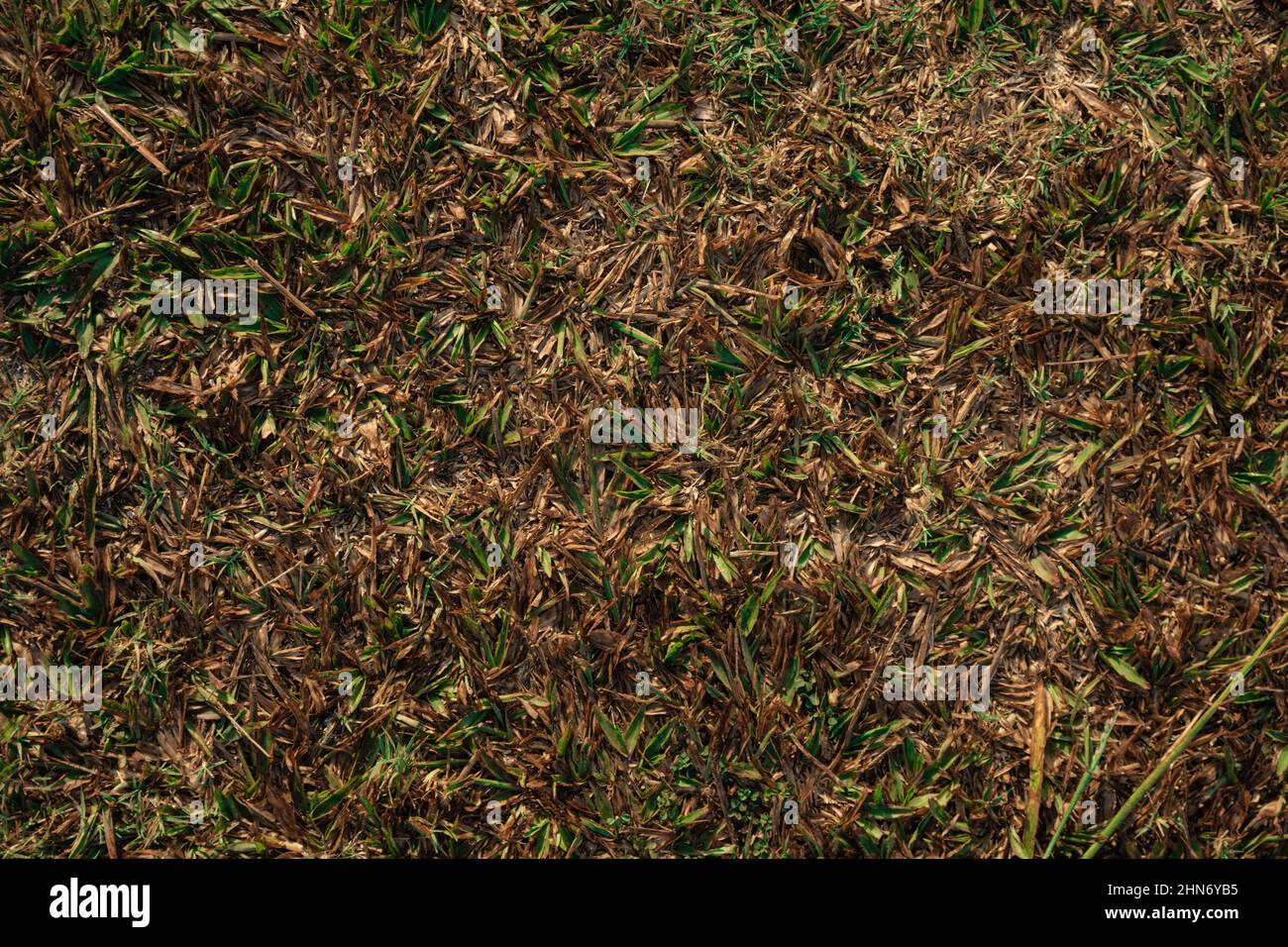 Grass and leaf background texture photograph Stock Photo - Alamy