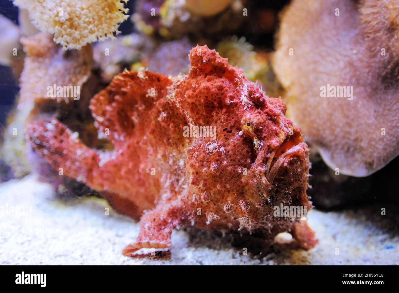 Scarlet frogfish, coral and other bright and colorful inhabitants of ...