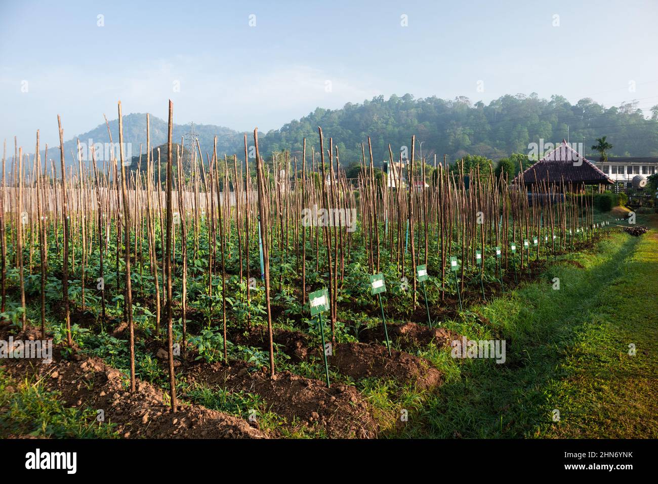 Plants and green leaf cultivation in agricultural field Stock Photo - Alamy