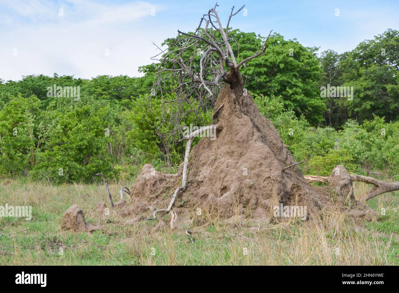 Mound building termites africa hi-res stock photography and images - Alamy