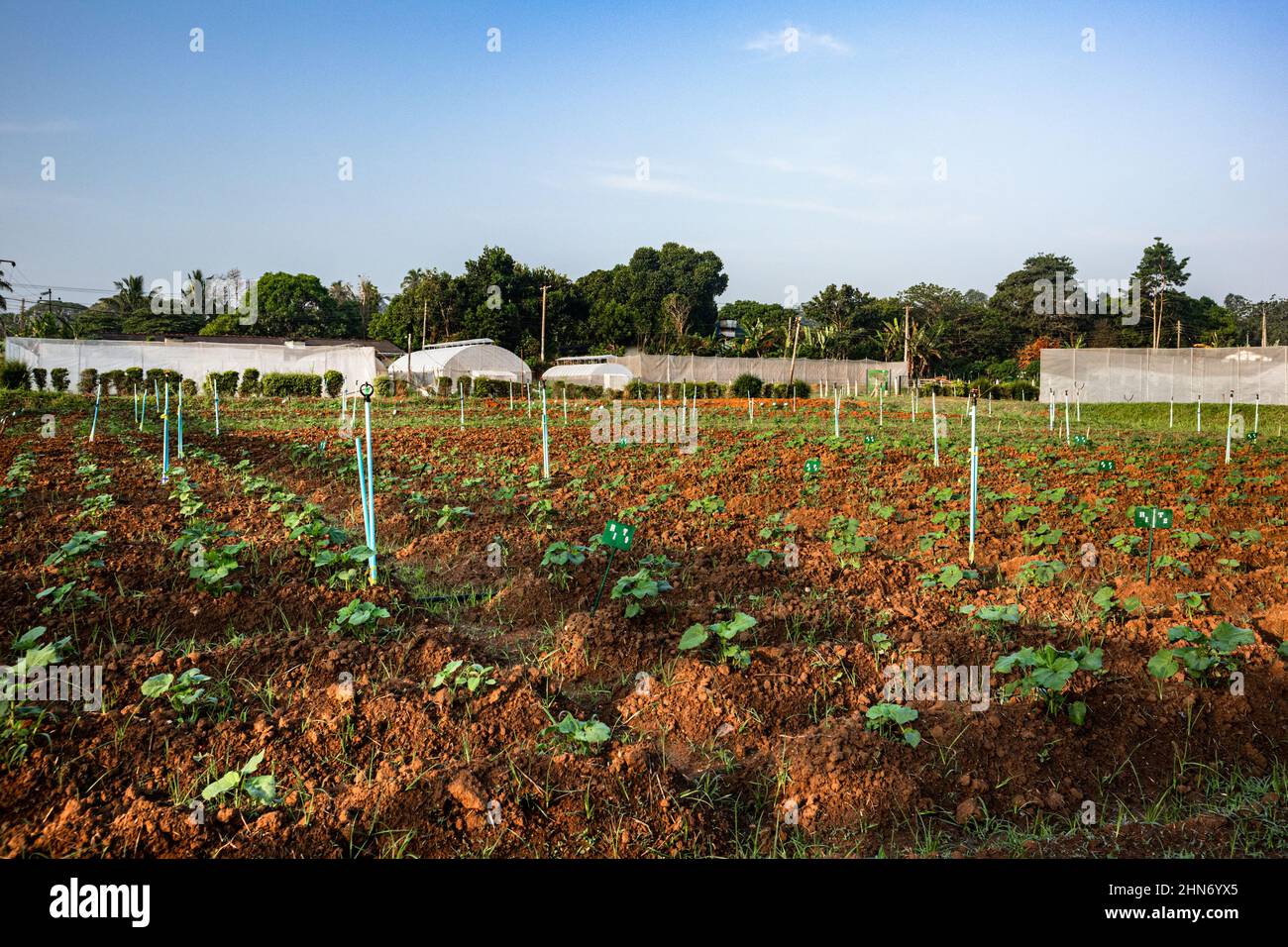 Plants and green leaf cultivation in agricultural field Stock Photo - Alamy