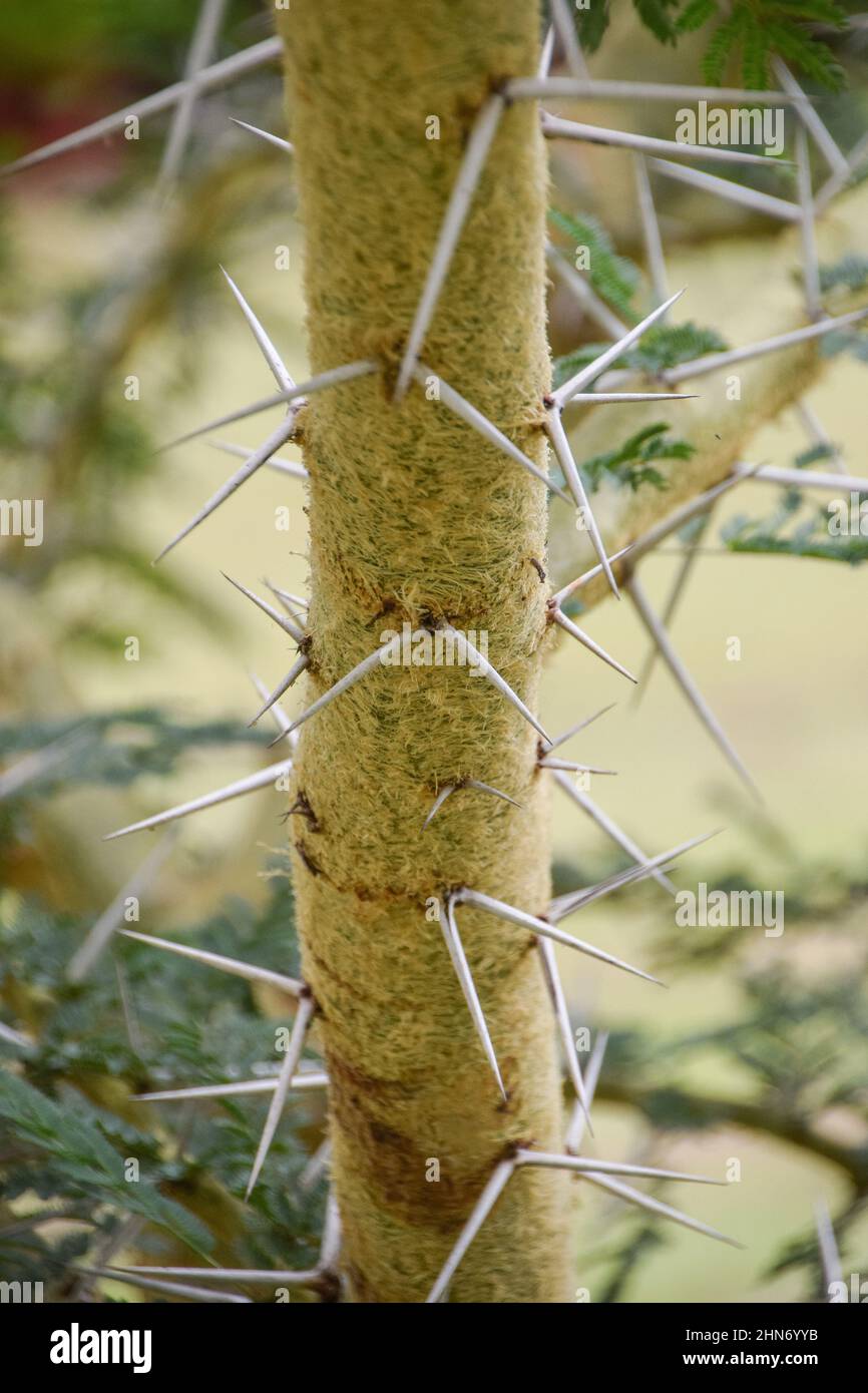 Camel spike acacia hi-res stock photography and images - Alamy