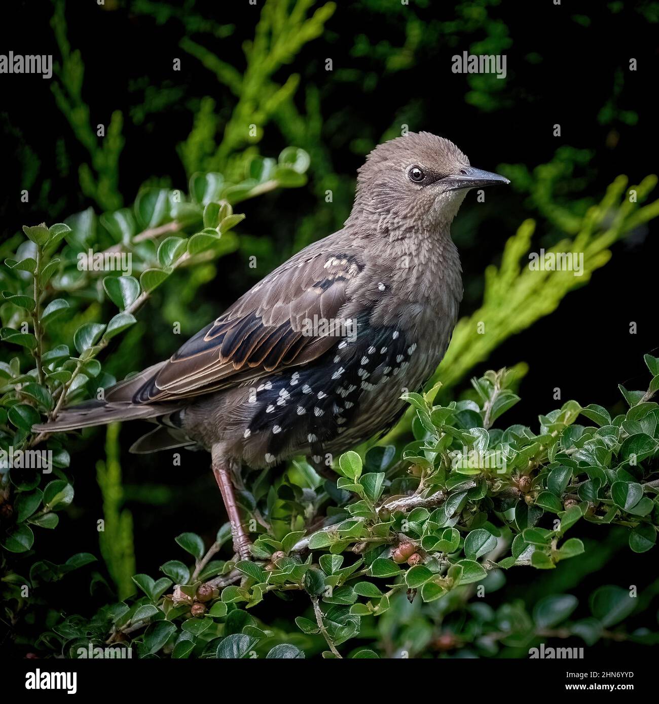 Starling castle hi-res stock photography and images - Alamy