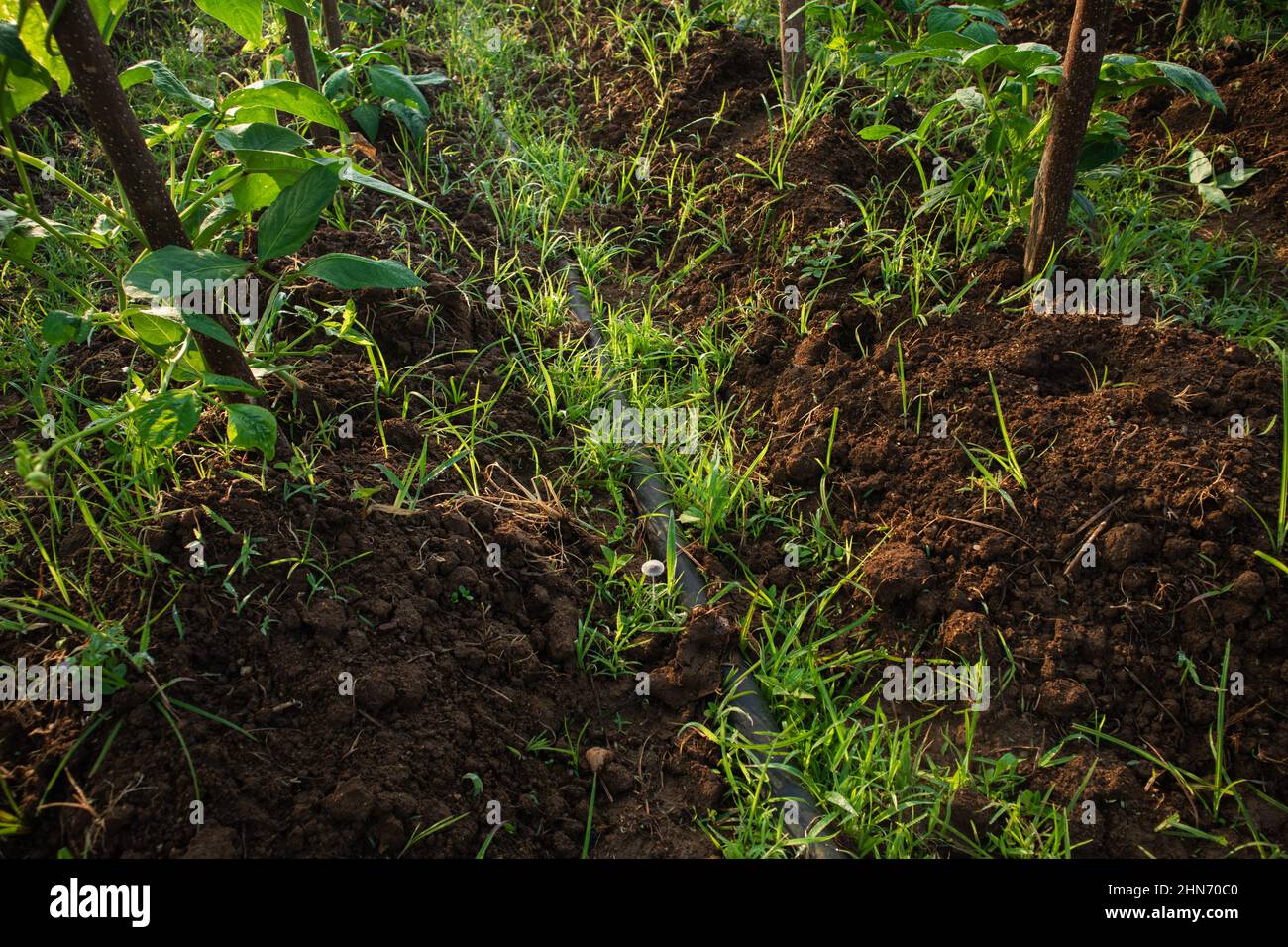 Plants and green leaf cultivation in agricultural field Stock Photo - Alamy