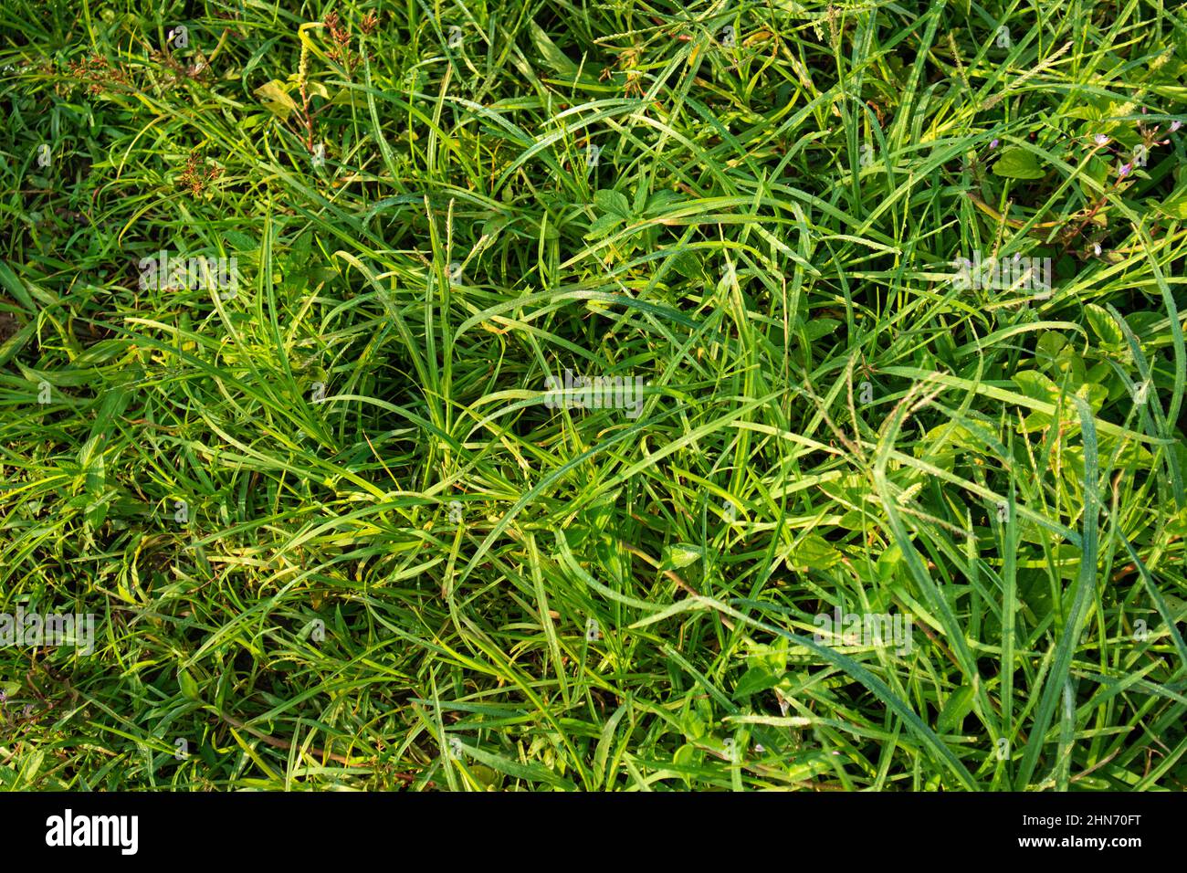 Grass and leaf background texture photograph Stock Photo - Alamy