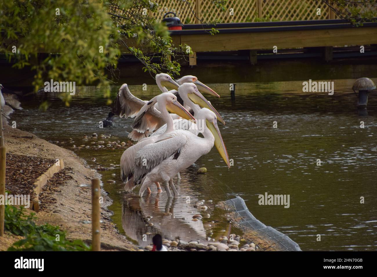 Great white pelicans relax next to the lake at St James's Park ...