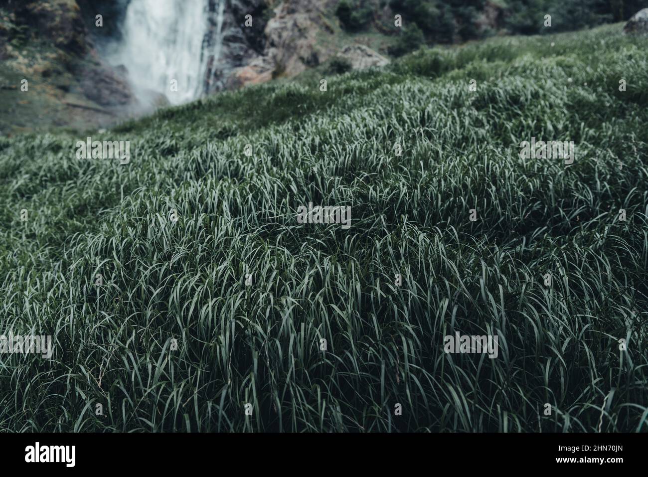 Dense grass hi-res stock photography and images - Alamy