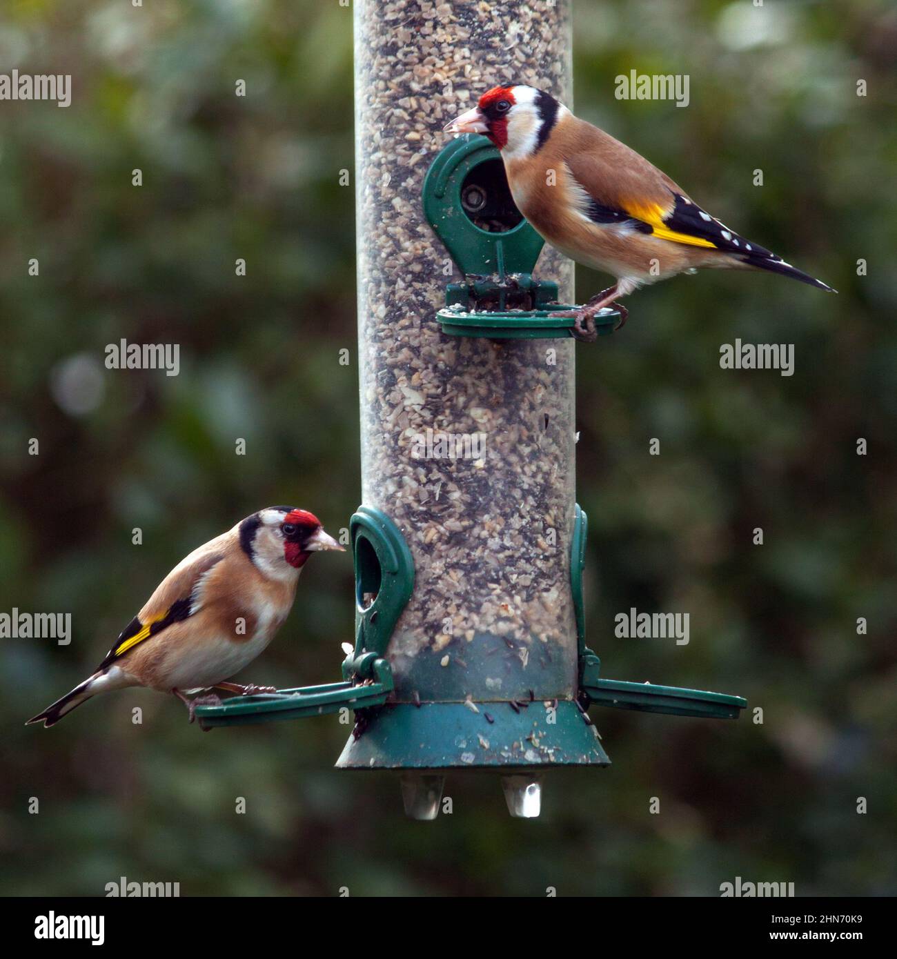 Feeding garden birds Stock Photo - Alamy
