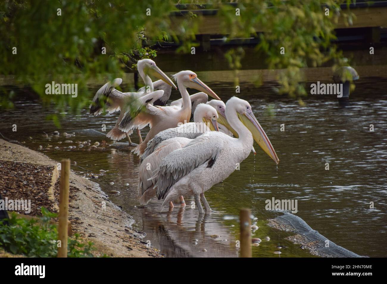 Great white pelicans relax next to the lake at St James's Park ...