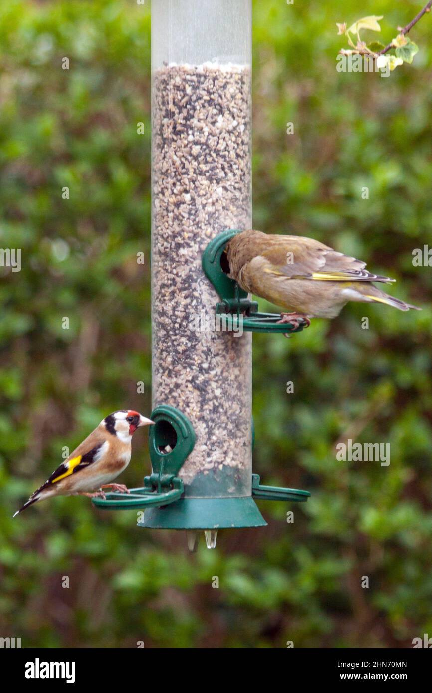 Feeding garden birds Stock Photo - Alamy