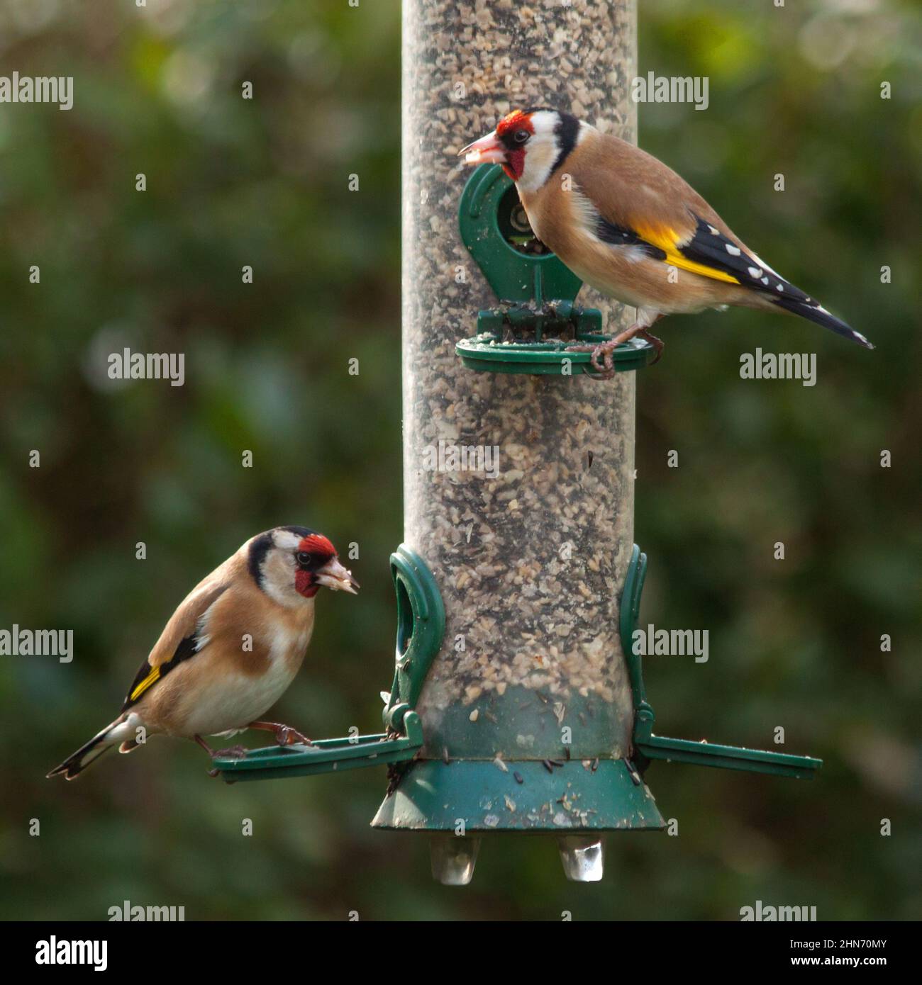 Feeding garden birds Stock Photo - Alamy