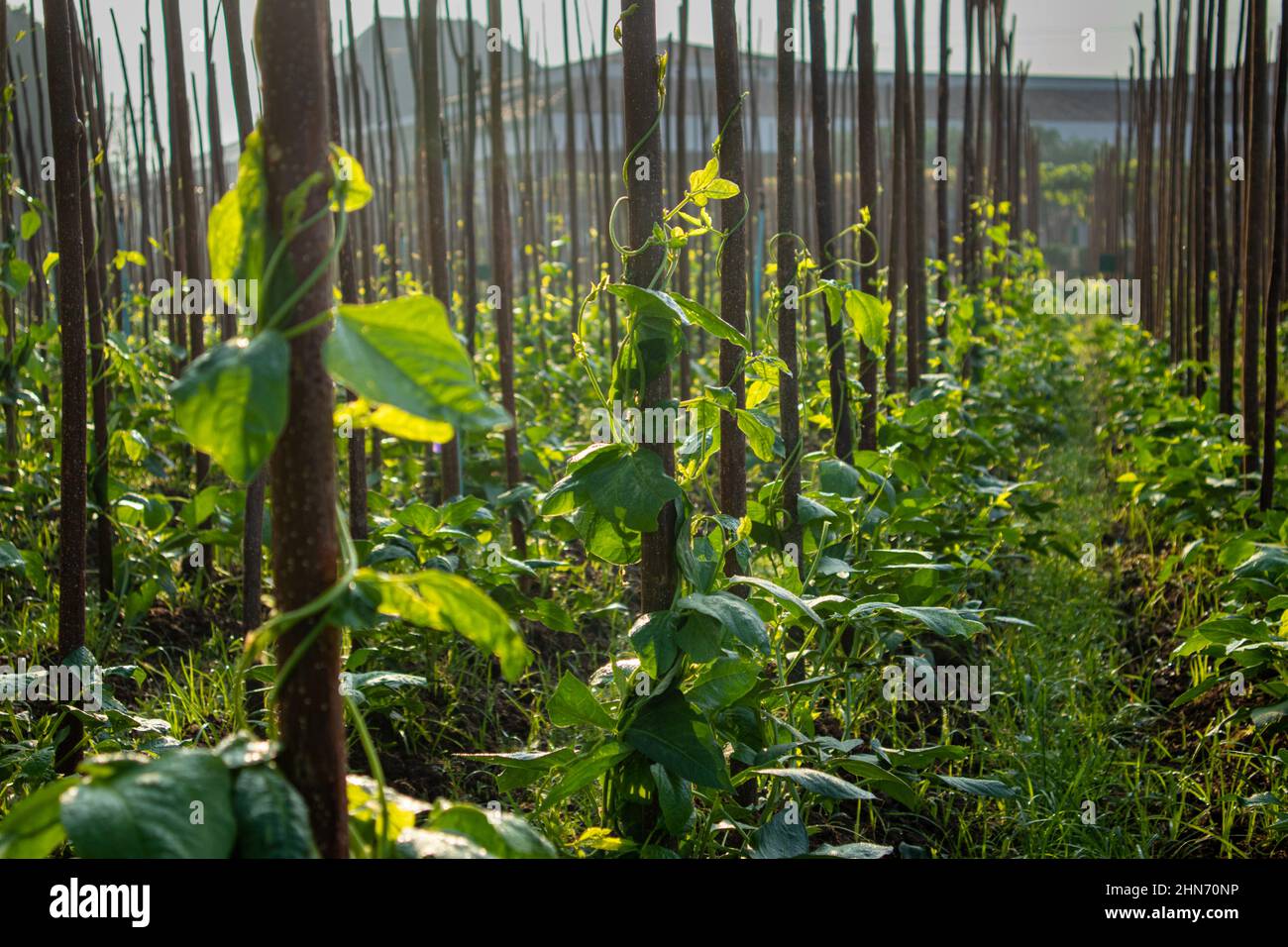 Plants and green leaf cultivation in agricultural field Stock Photo - Alamy