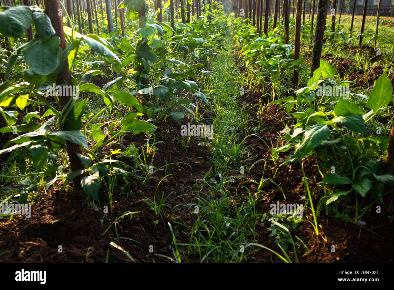 Plants and green leaf cultivation in agricultural field Stock Photo - Alamy