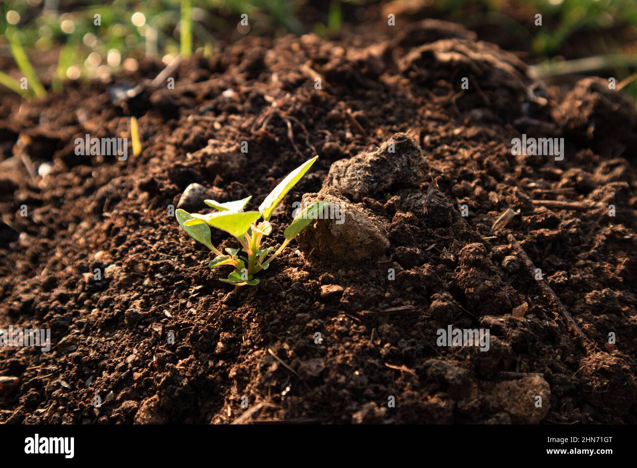Plants and green leaf cultivation in agricultural field Stock Photo - Alamy