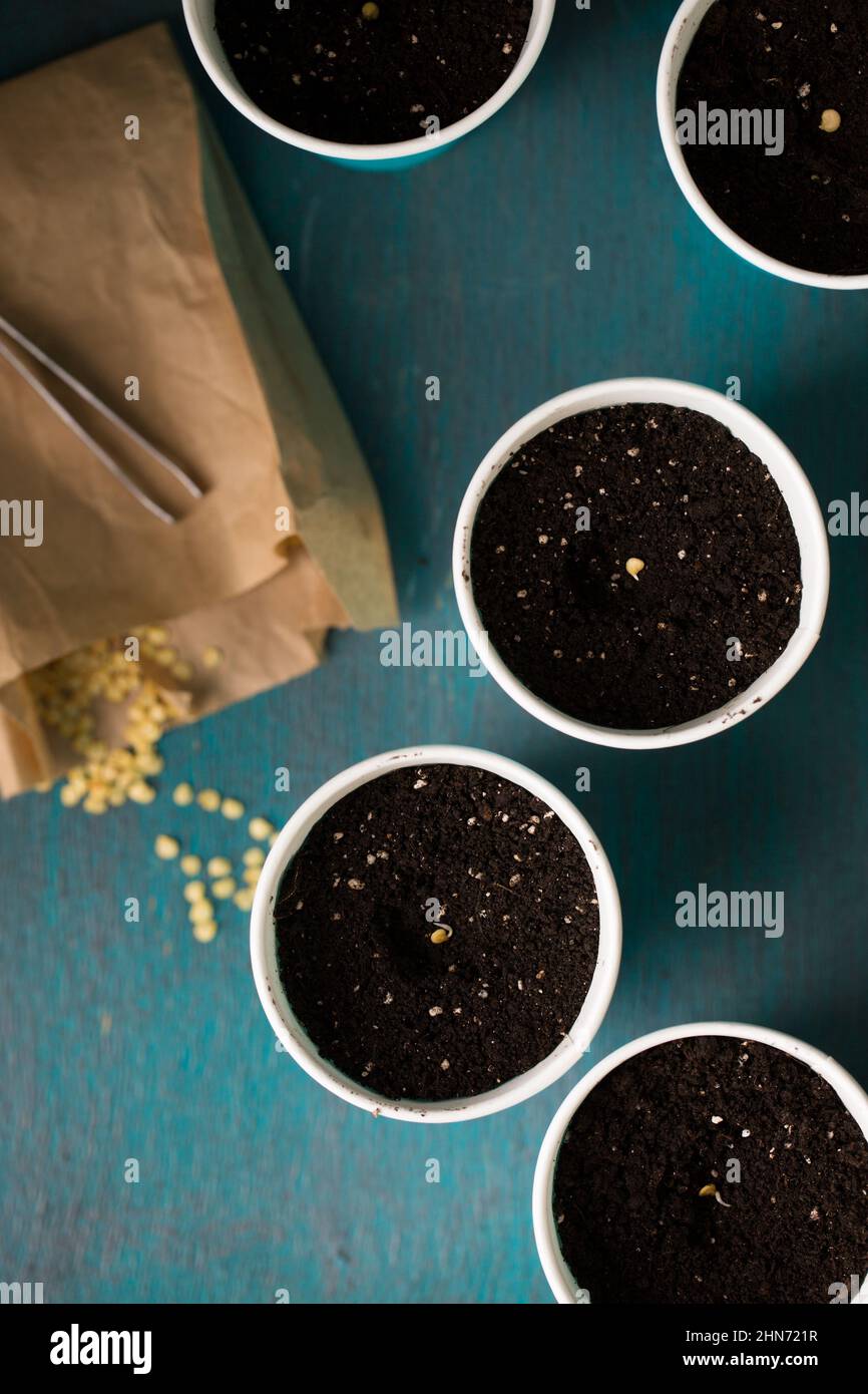 Sprouting pepper seeds before planting in gardening Stock Photo - Alamy