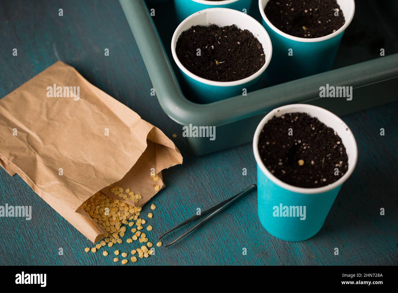Sprouting pepper seeds before planting in gardening Stock Photo - Alamy