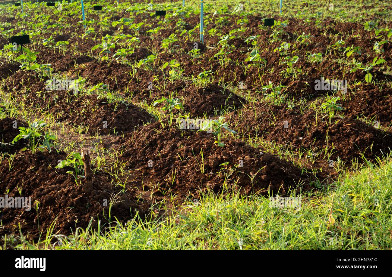 Plants and green leaf cultivation in agricultural field Stock Photo - Alamy