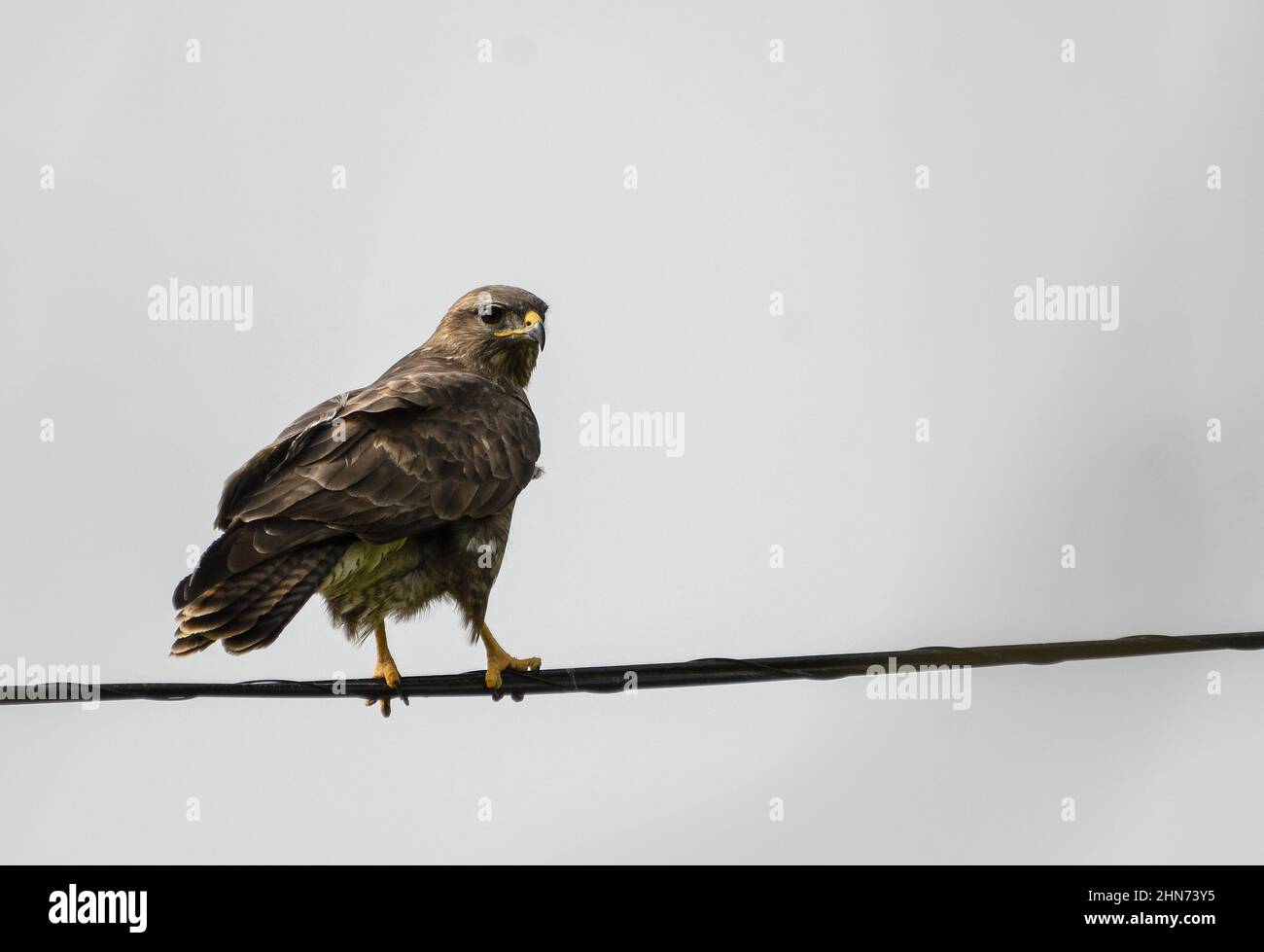 Aves aves aves rapaces hi-res stock photography and images - Alamy