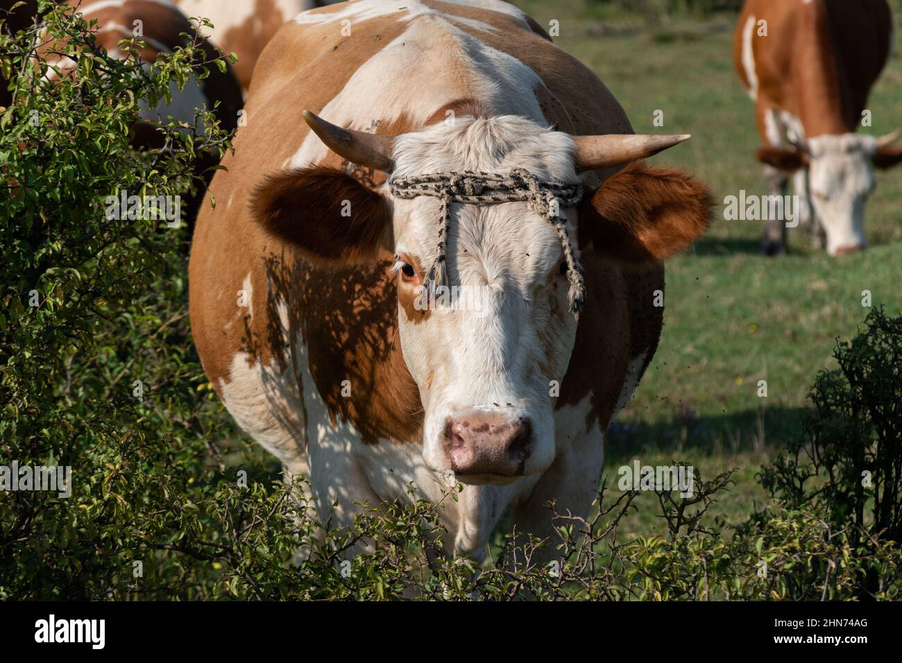 Head cow rope around hi-res stock photography and images - Alamy