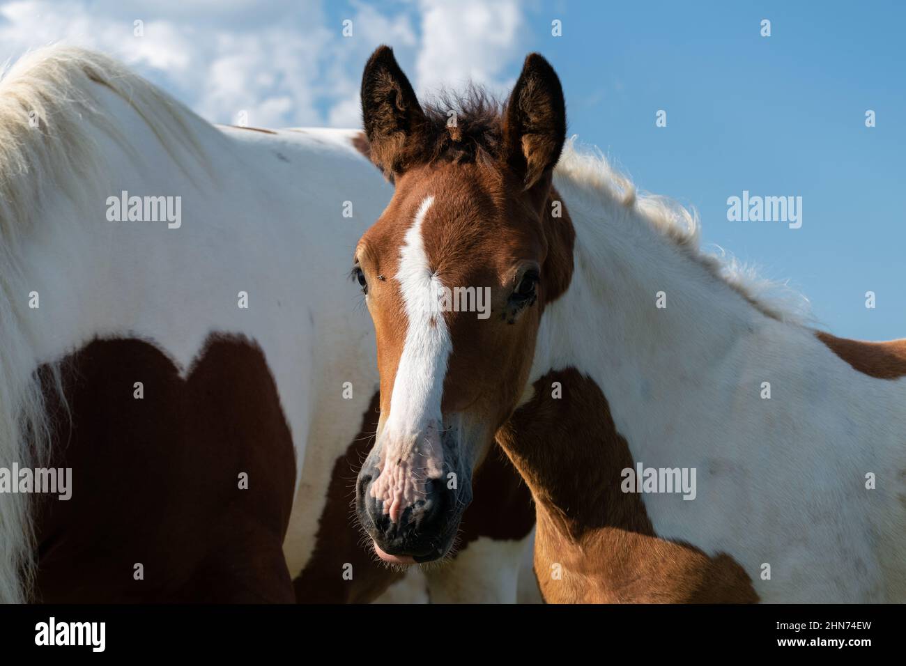 Portrait of young brown color colt with white mark on forehead Stock ...