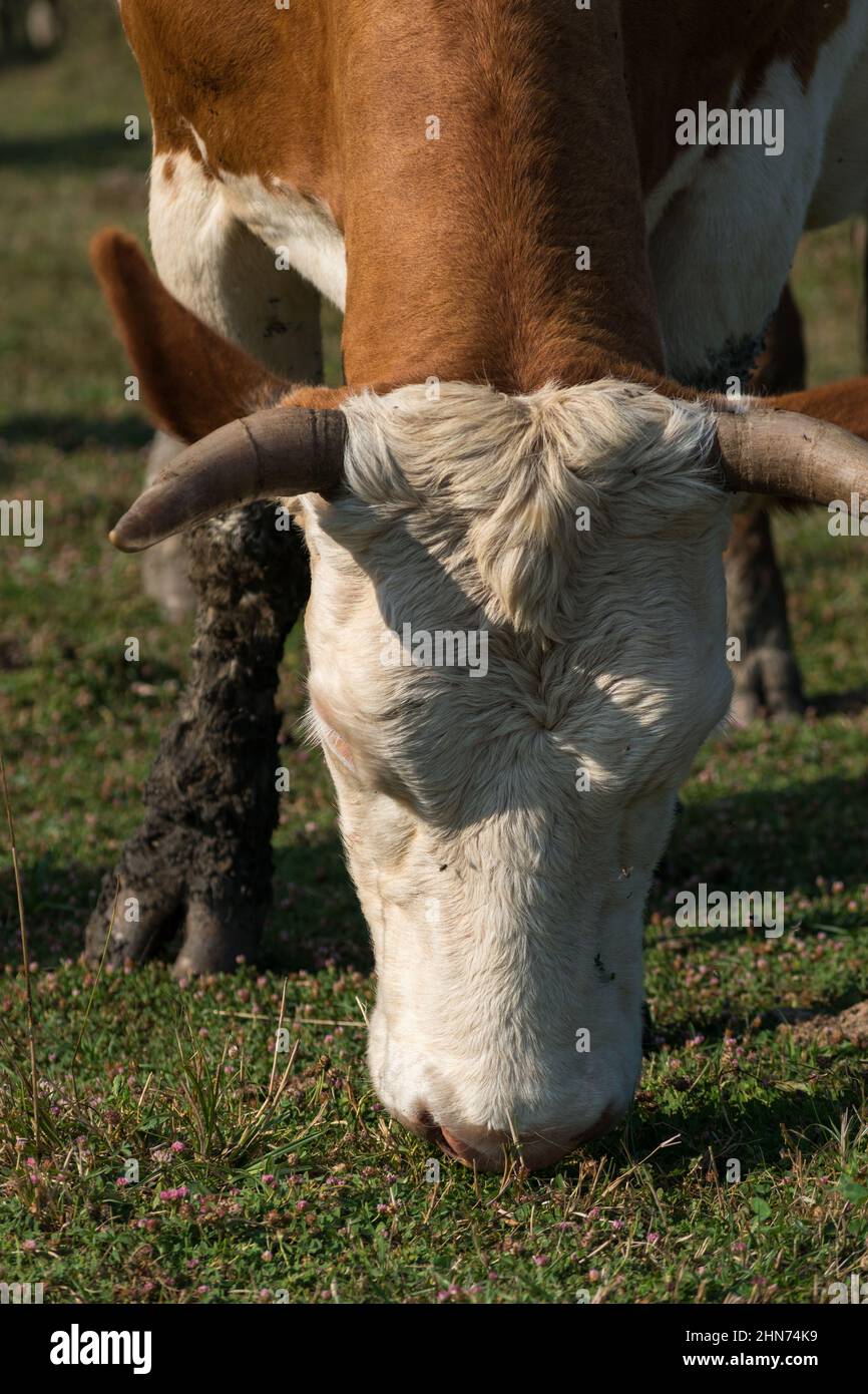 Cow in front view, close up of head, while grazing grass in pasture ...