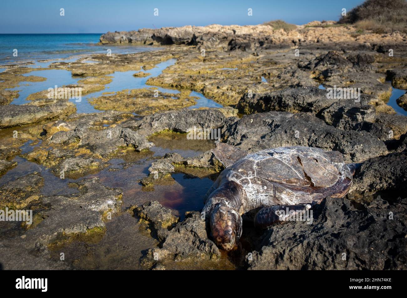 A dead decay turtle Caretta careta partly on a rocky beach Stock Photo ...