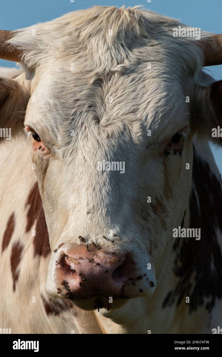 Bovine bull hi-res stock photography and images - Alamy