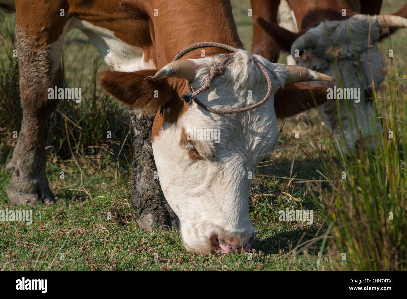 Head of a cow in close-up while grazing green grass on a pasture with a ...