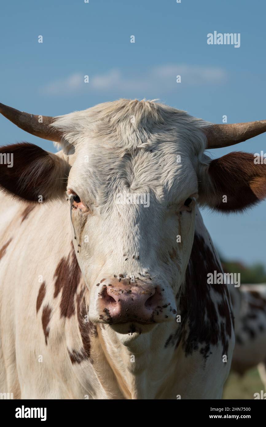 Front view of bull's head in close-up with a serious facial expression ...