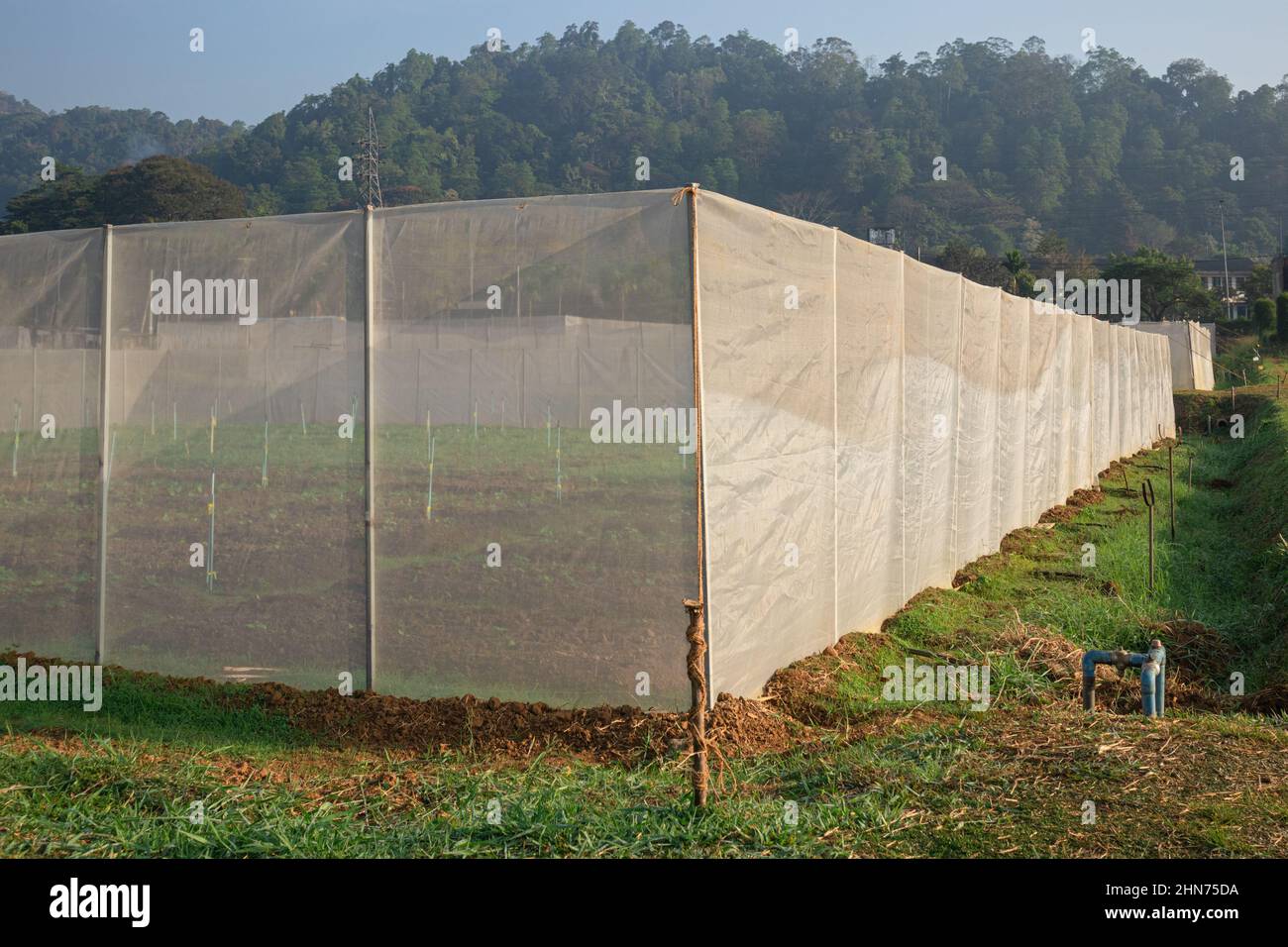 Plants and green leaf cultivation in agricultural field Stock Photo - Alamy