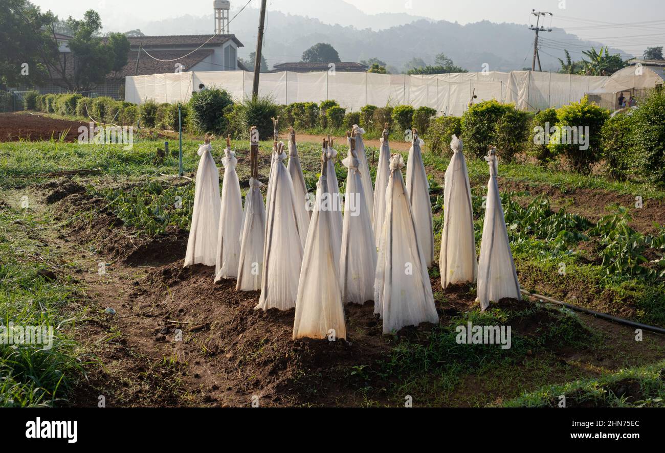 Plants and green leaf cultivation in agricultural field Stock Photo - Alamy