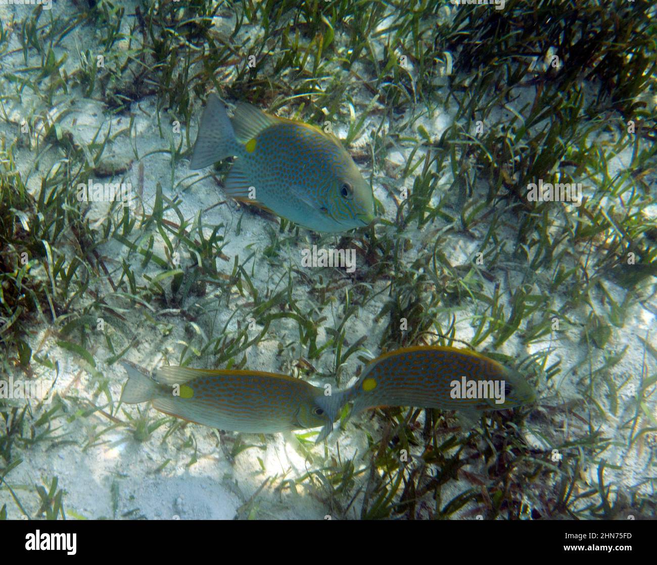 Small group of Perciformes fish in Indonesia Stock Photo - Alamy