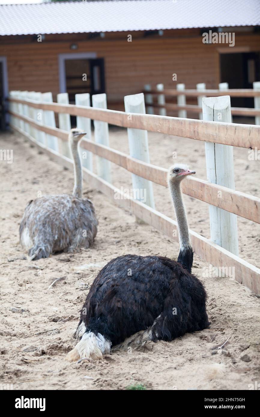 Two ostriches are on earth in a poultry farm, wooden fences and barn ...