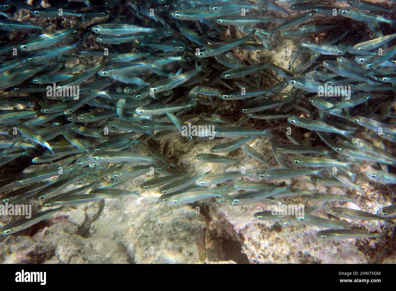 large amount of atherina fishes in Indonesia Stock Photo - Alamy