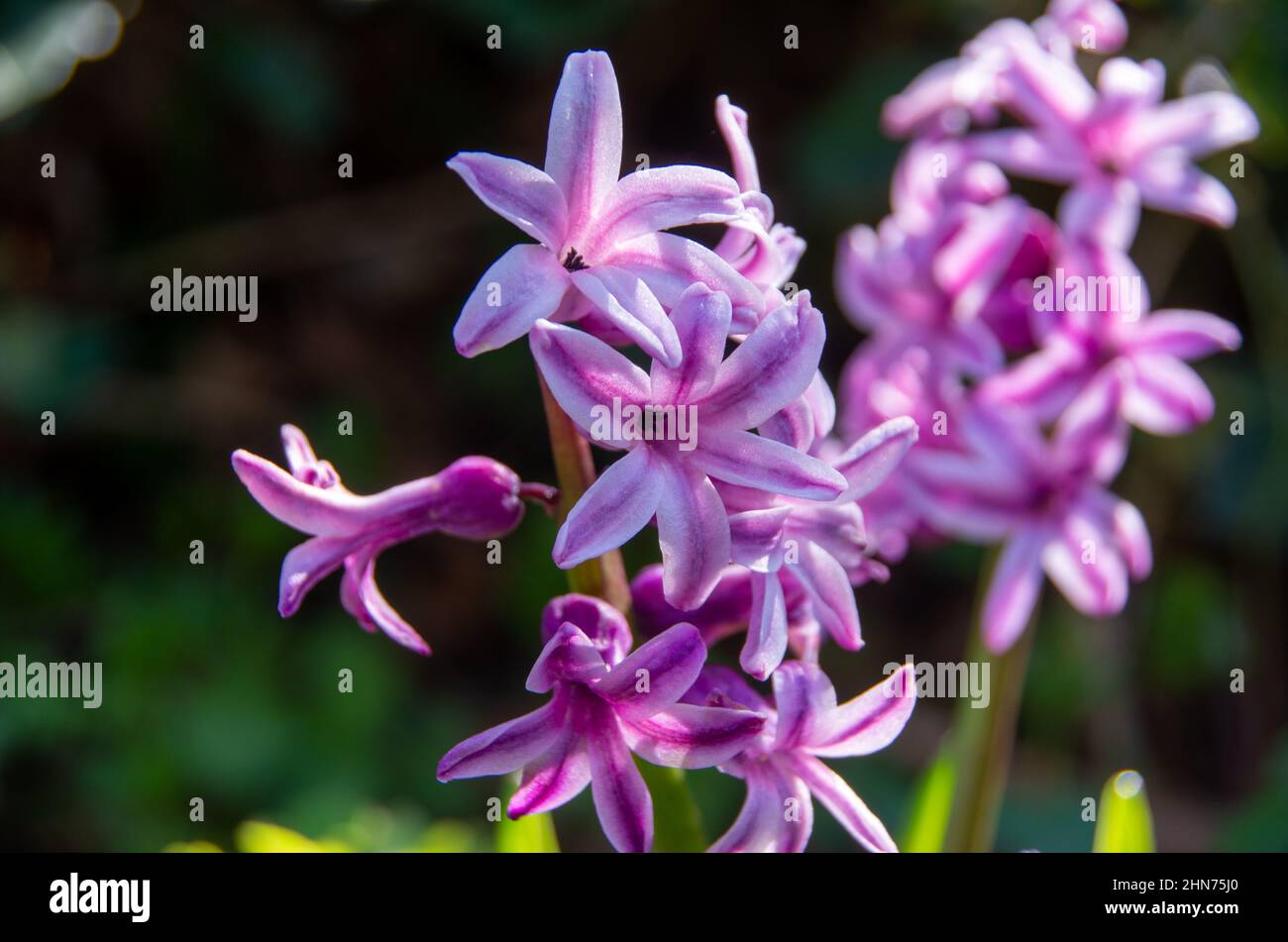 Beautiful fragrant pink Hyacinthus is blooming in spring garden ...