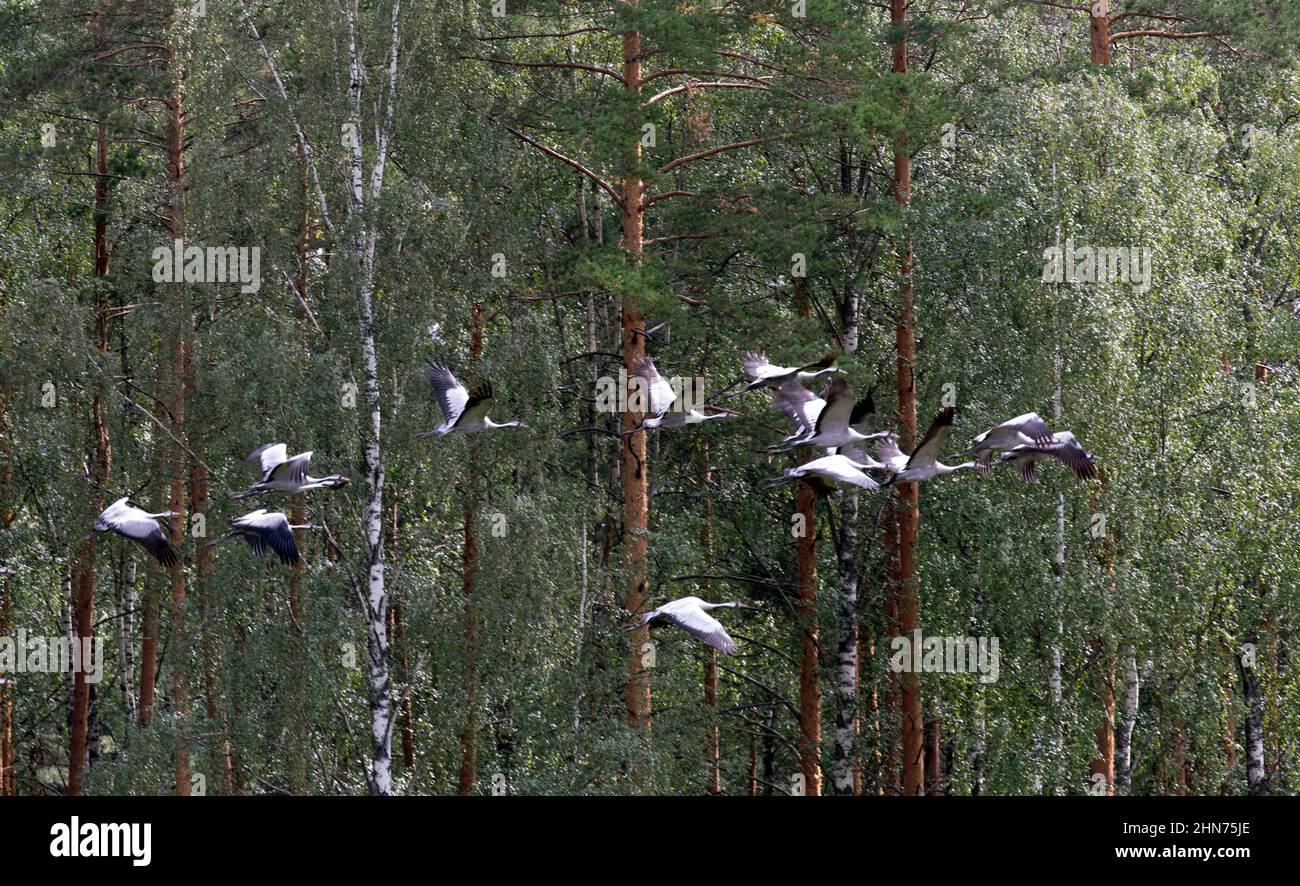 Large group of cranes flying in Finland Stock Photo - Alamy