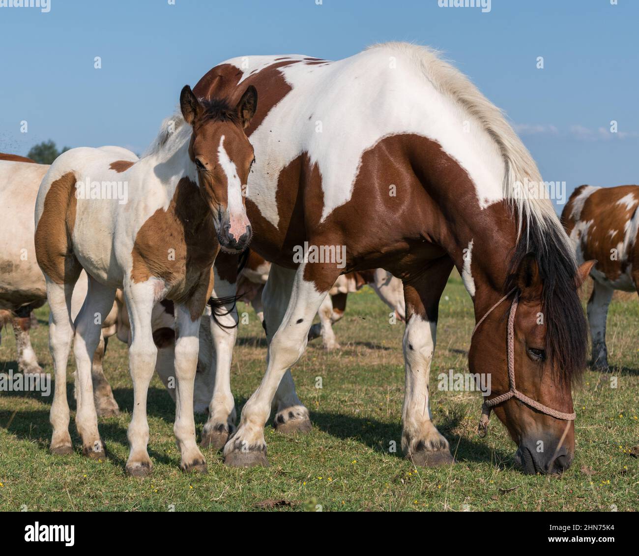 A mare with a foal in the field, a mare grazes the grass and the foal ...