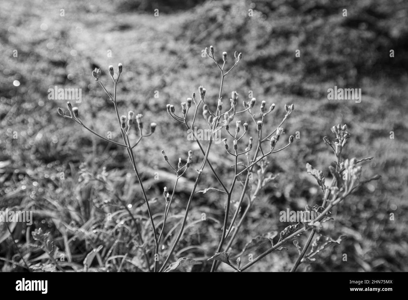 Purple flowers in nature Black and White Stock Photos & Images - Alamy