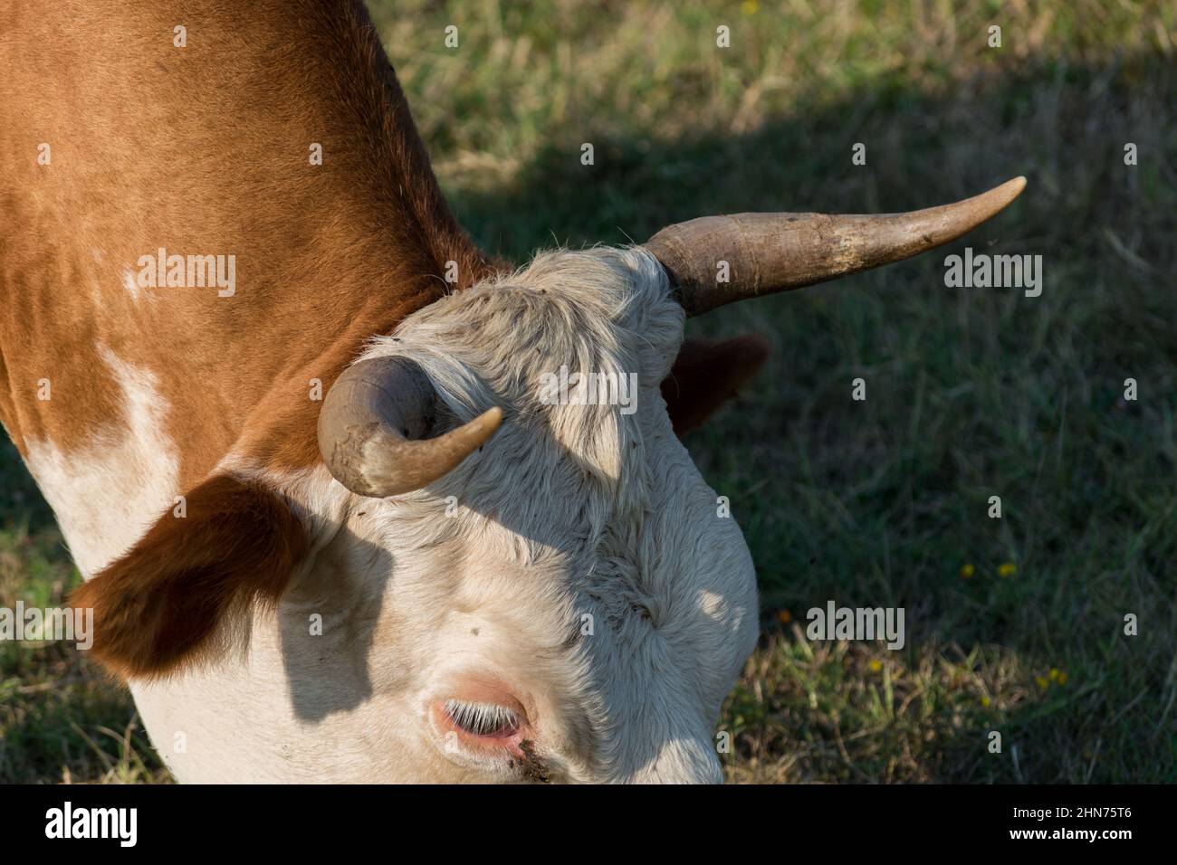 Crooked ears hi-res stock photography and images - Alamy