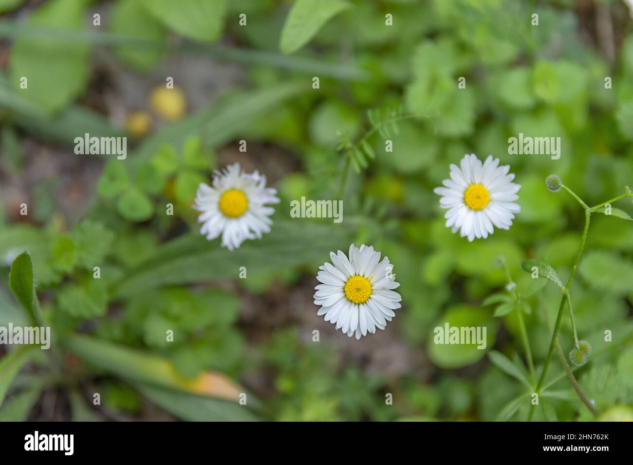 Three daisys on a meadow in spring - Image Stock Photo - Alamy