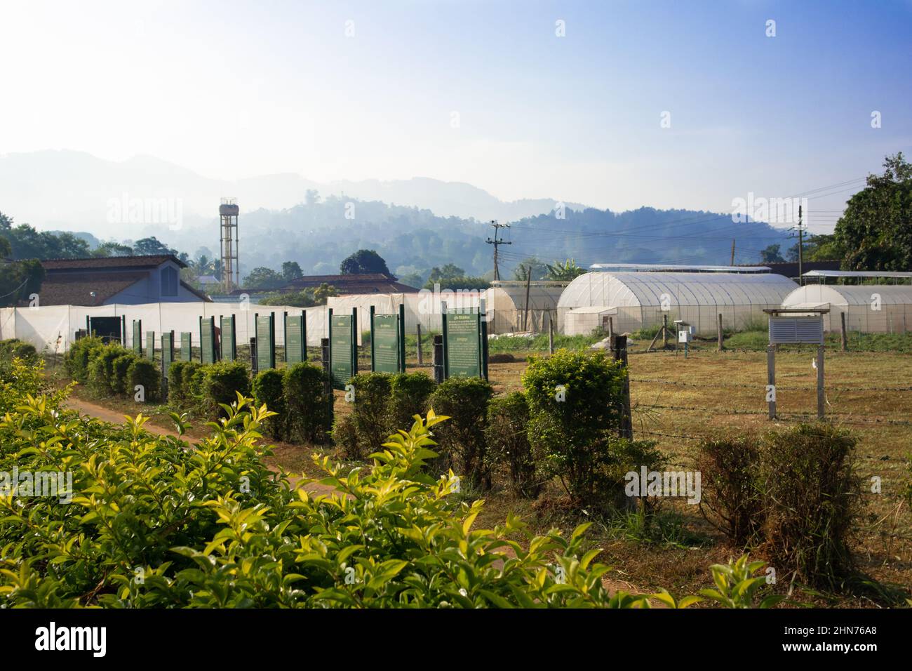 Plants and green leaf cultivation in agricultural field Stock Photo - Alamy
