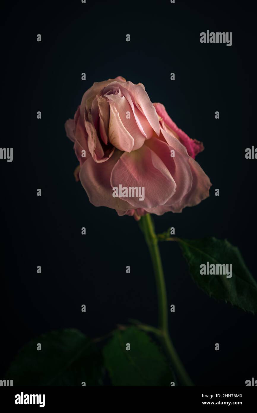 Single Wilted Rose Stock Photo - Alamy