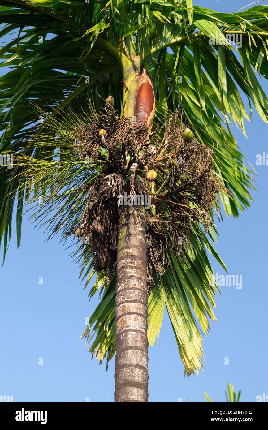 Natural palm trees and leafs in nature Stock Photo - Alamy