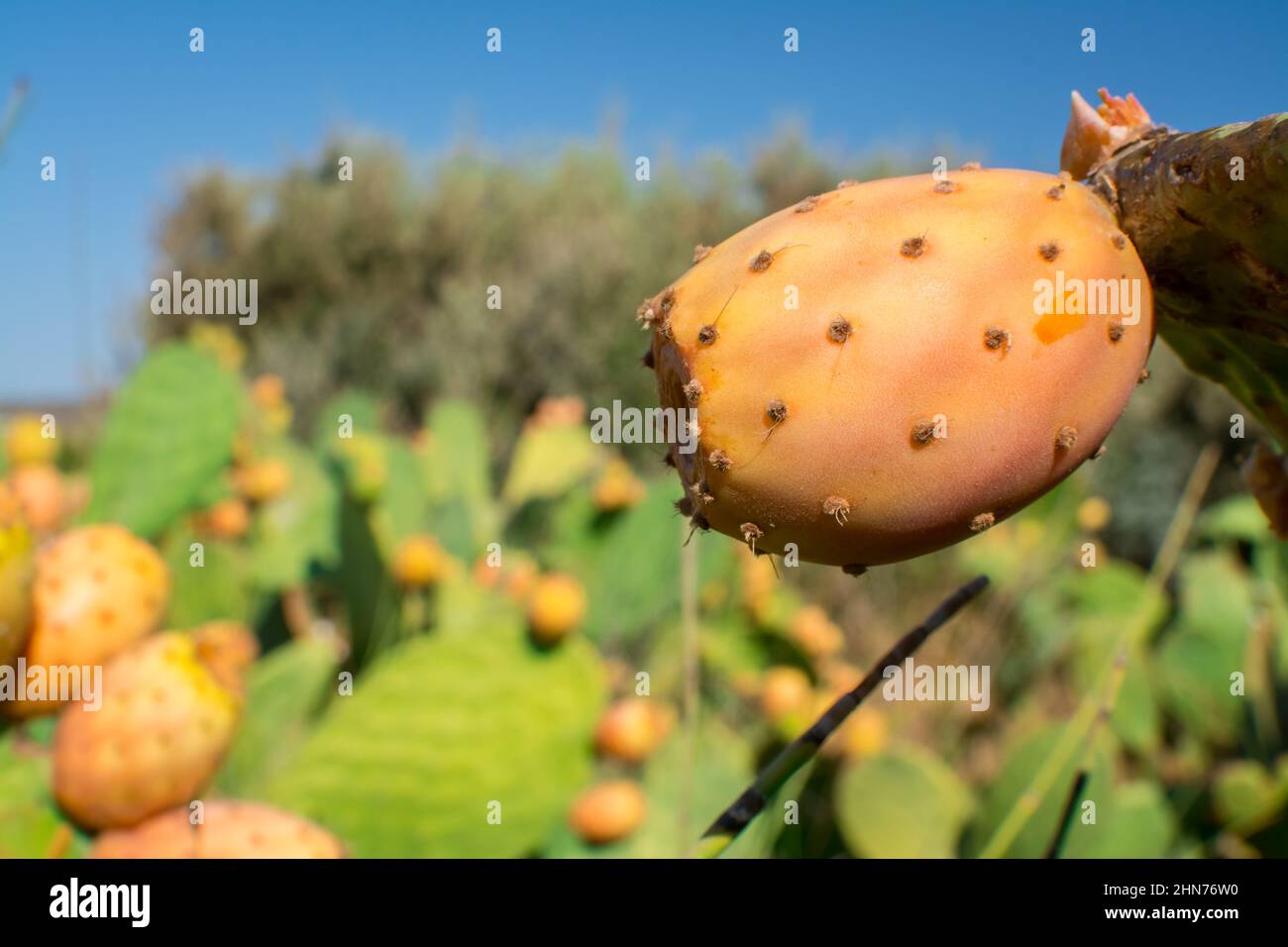 photo of cactus with edible fruits Stock Photo - Alamy