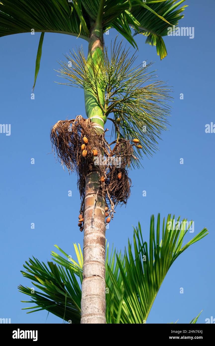 Natural palm trees hi-res stock photography and images - Alamy